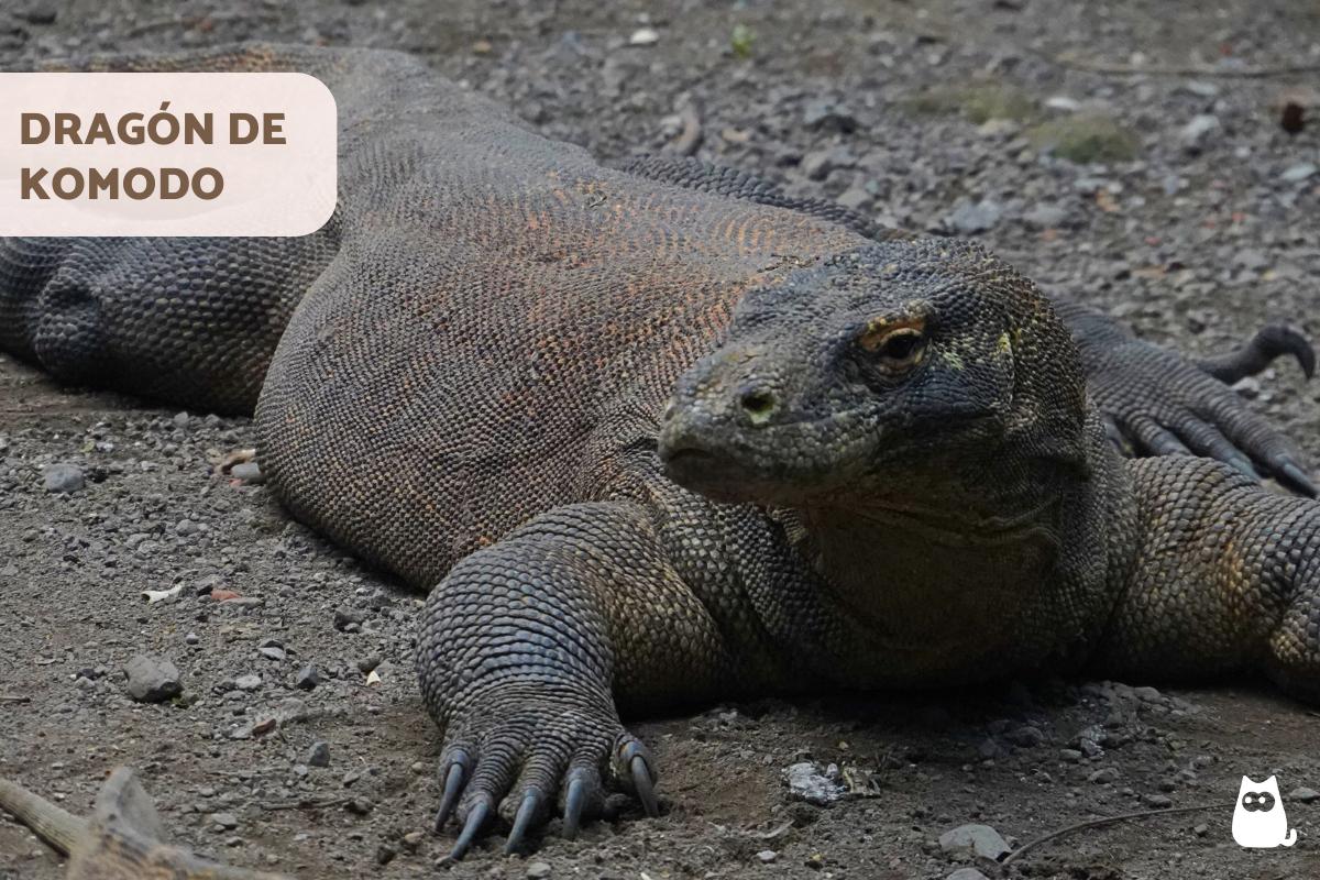 30 Iconic Indonesian Animals - Photos and Facts