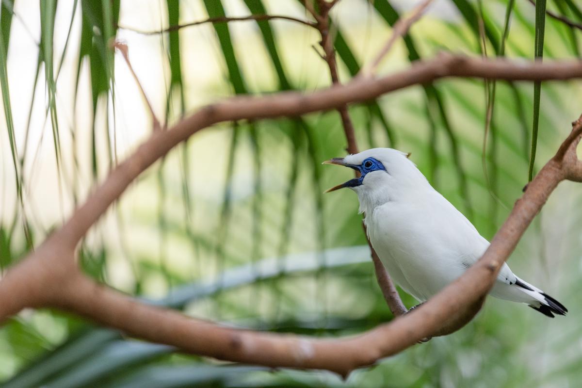 30 Iconic Indonesian Animals - Photos and Facts