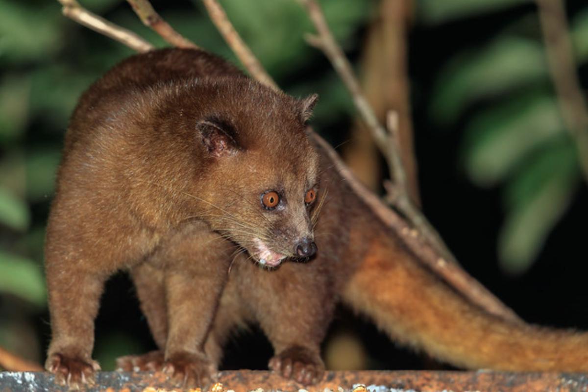 30 Iconic Indonesian Animals - Photos and Facts
