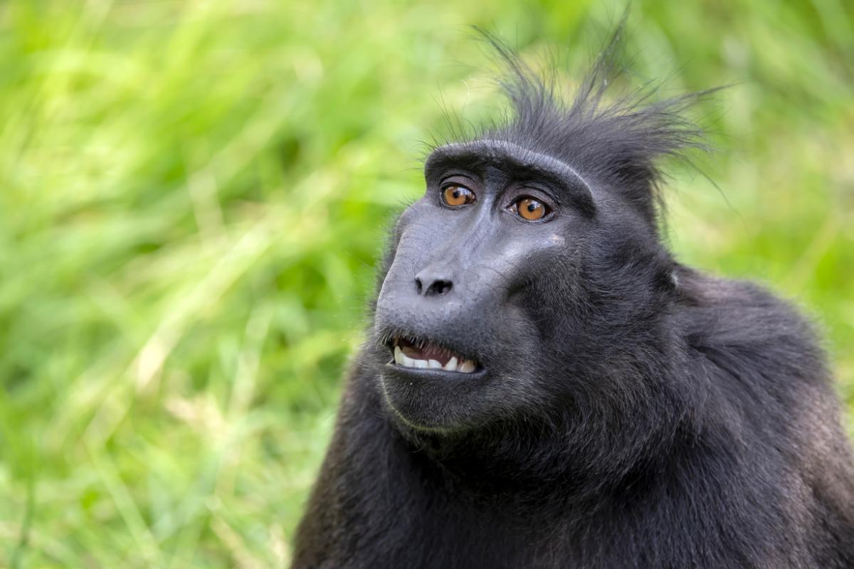 30 Iconic Indonesian Animals - Photos and Facts