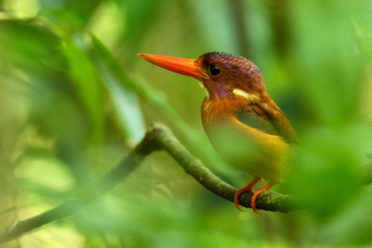30 Iconic Indonesian Animals - Photos and Facts