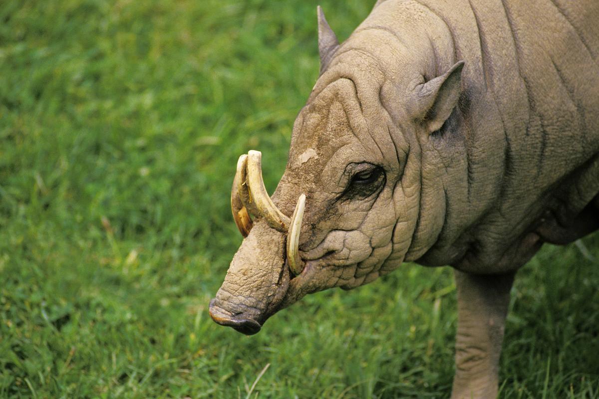 30 Iconic Indonesian Animals - Photos and Facts