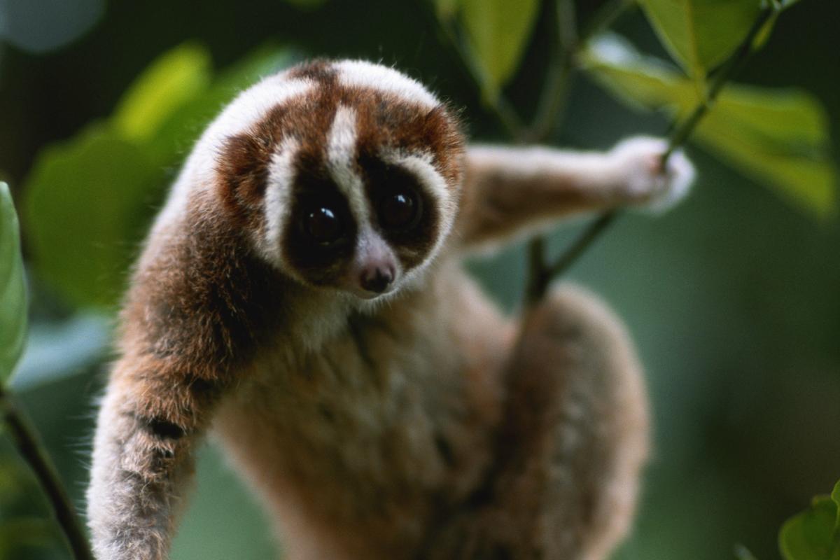 30 Iconic Indonesian Animals - Photos and Facts