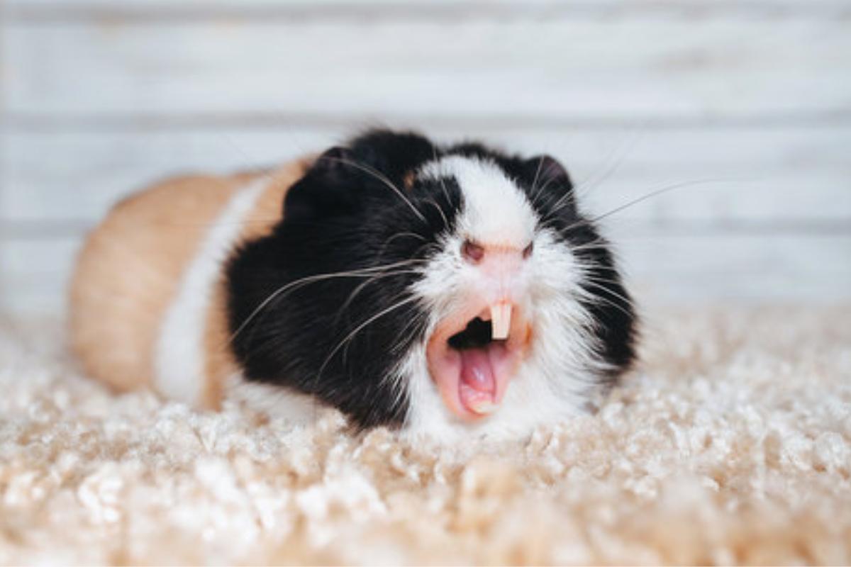 6 Most Common Guinea Pig Diseases - Causes, Symptoms and Treatment