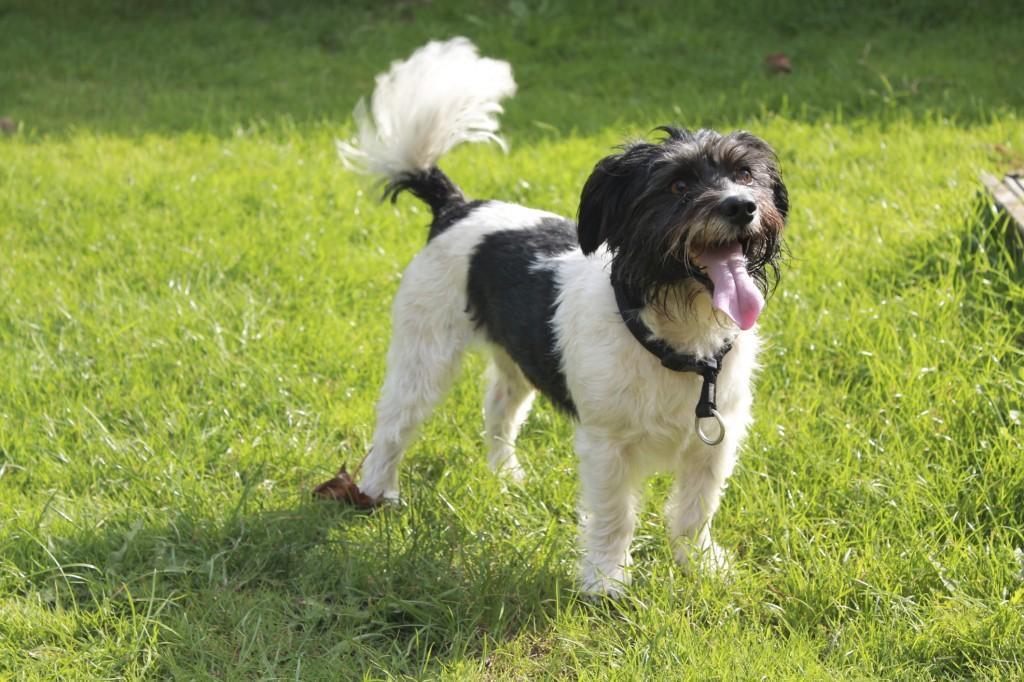 Dog Tail Positions and What they Mean