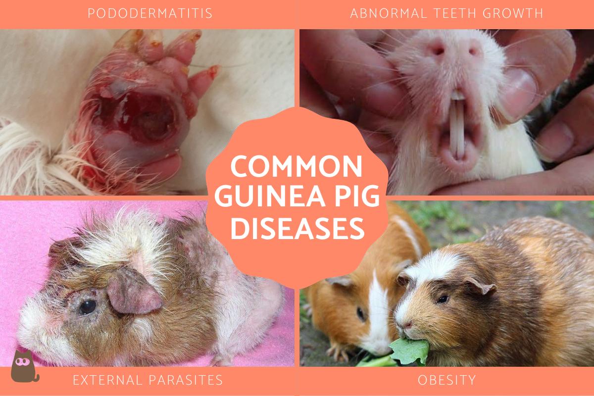 6 Most Common Guinea Pig Diseases - Causes, Symptoms and Treatment