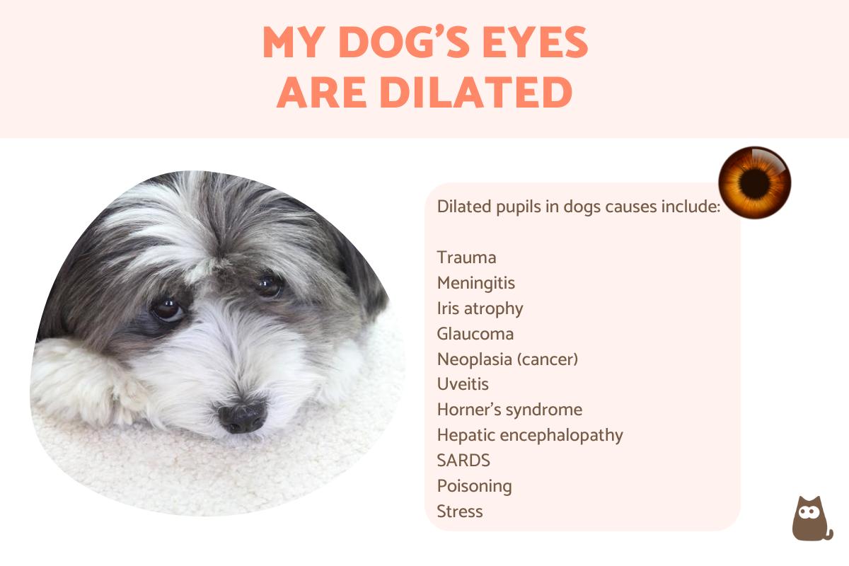 My Dog's Eyes Are Dilated - Dog Dilated Pupils Causes