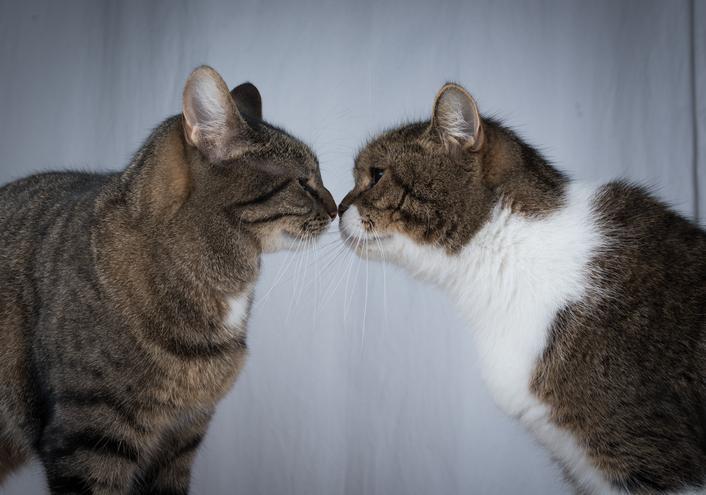 Alpha Cat Behavior - How to Deal with an Aggressive Cat