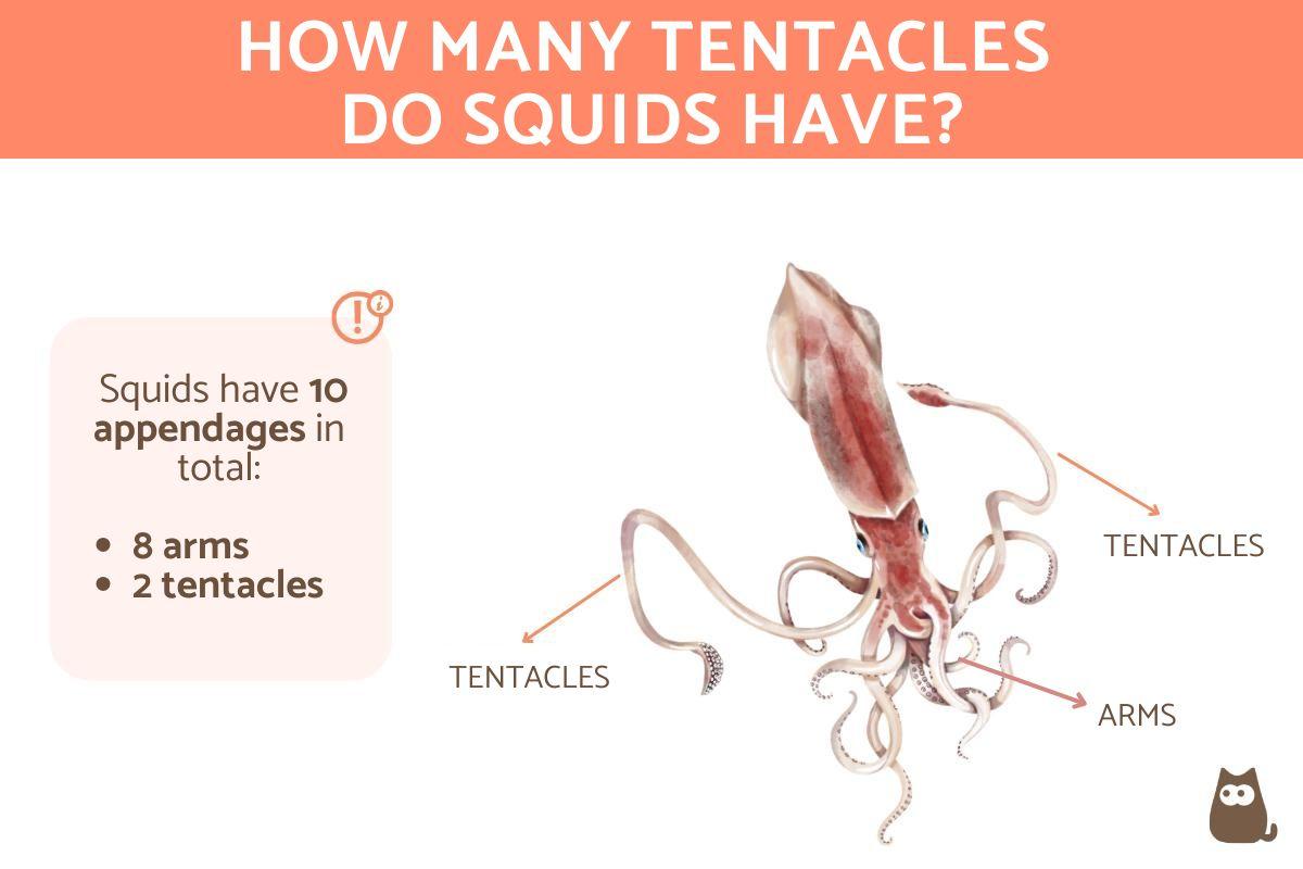 How Many Tentacles Do Squids Have? - Facts & Answers