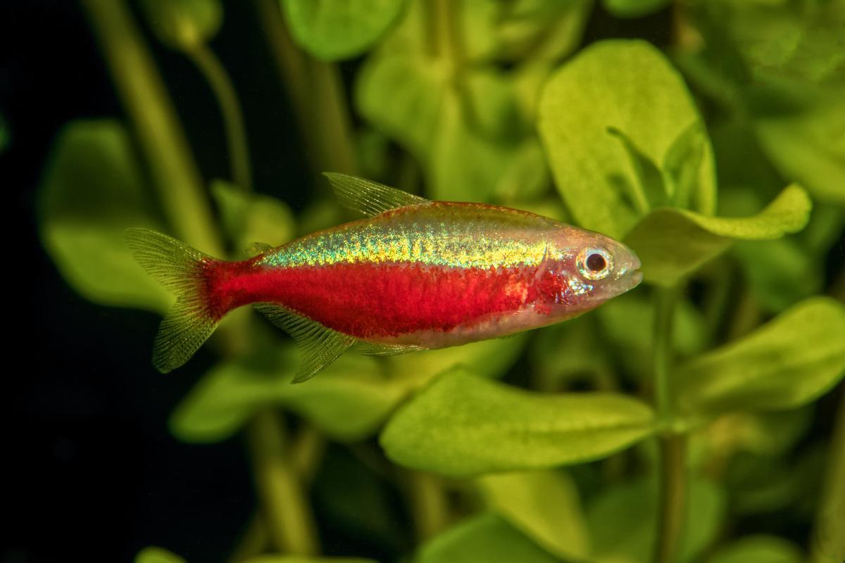 Tetra Fish Types - Varieties of Tetras With Photos