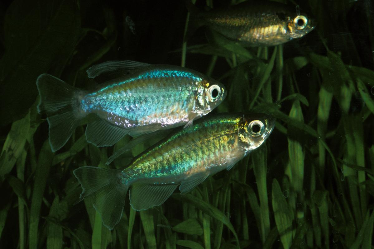 Tetra Fish Types - Varieties of Tetras With Photos