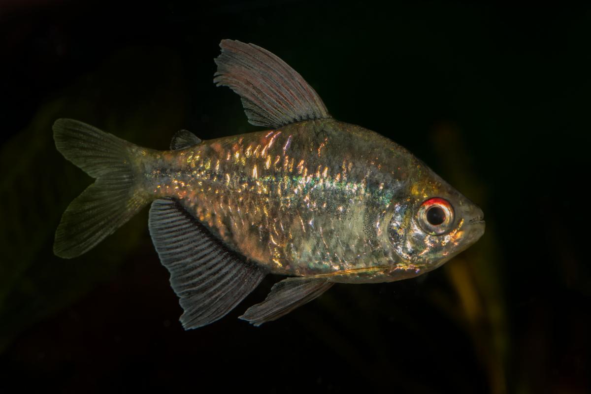 Tetra Fish Types - Varieties of Tetras With Photos