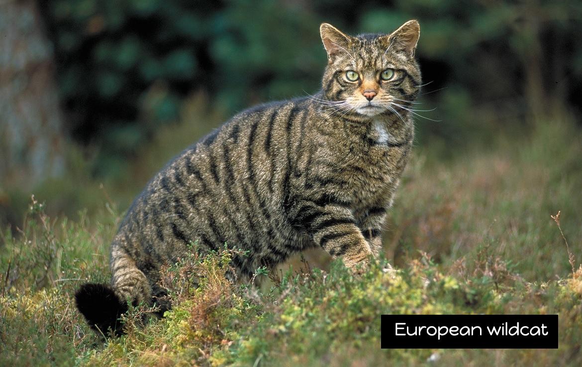 Types of Wild Cats Around the World
