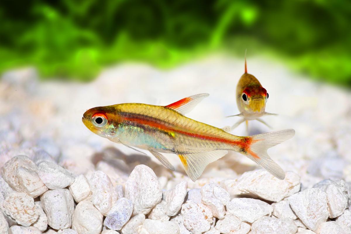 Tetra Fish Types - Varieties of Tetras With Photos