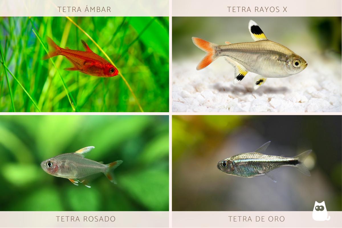 Tetra Fish Types - Varieties of Tetras With Photos