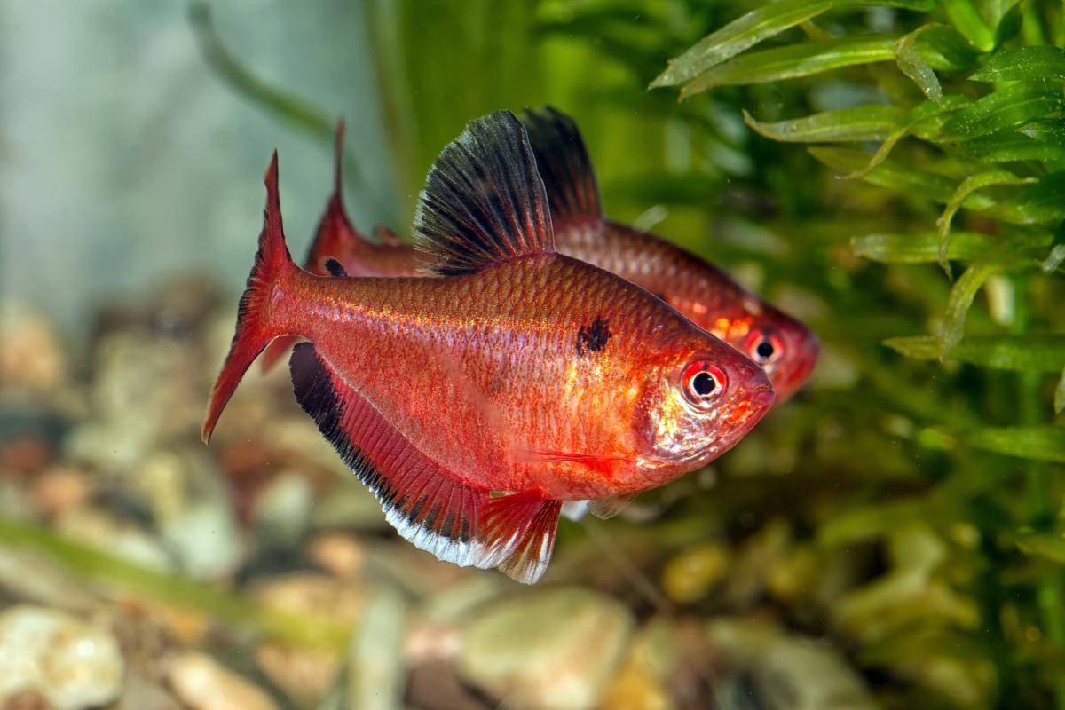 Tetra Fish Types - Varieties of Tetras With Photos