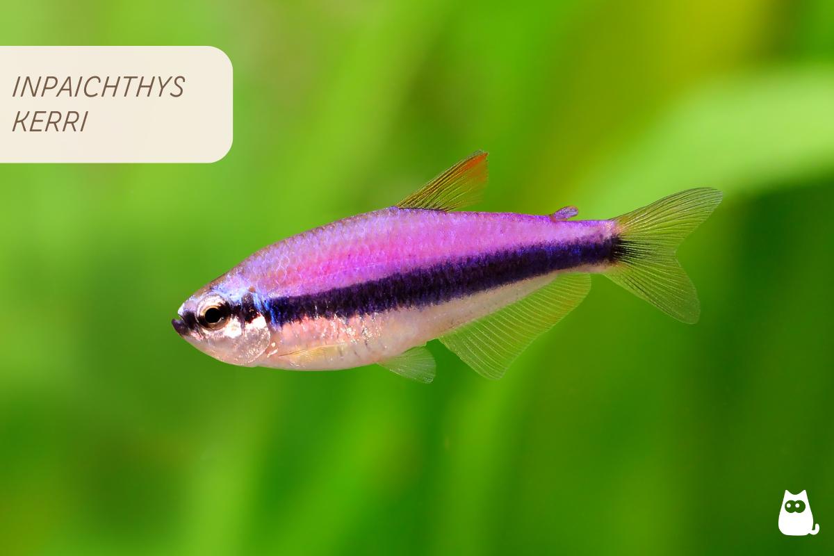 Tetra Fish Types - Varieties of Tetras With Photos