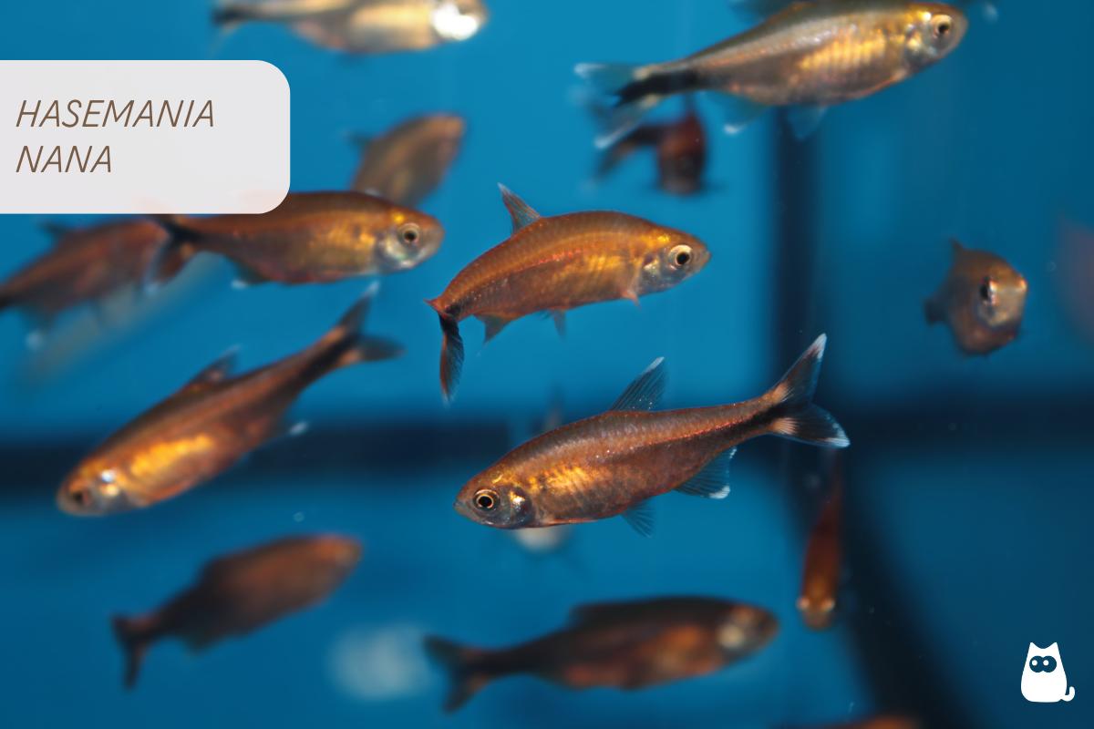 Tetra Fish Types - Varieties of Tetras With Photos