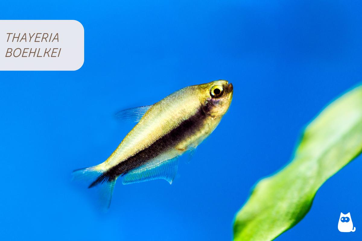 Tetra Fish Types - Varieties of Tetras With Photos