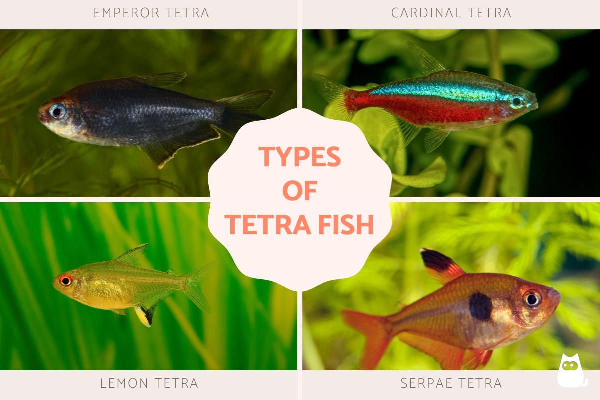 Tetra Fish Types - Varieties of Tetras With Photos