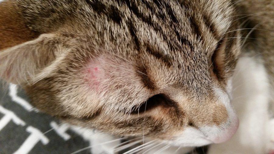 Why Does My Cat Have Patches of Hair Missing? - Causes of Bald Spots on ...