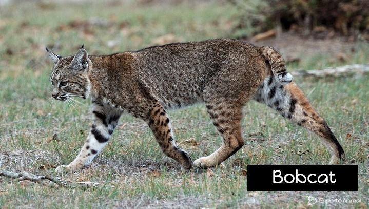 Types of Wild Cats Around the World