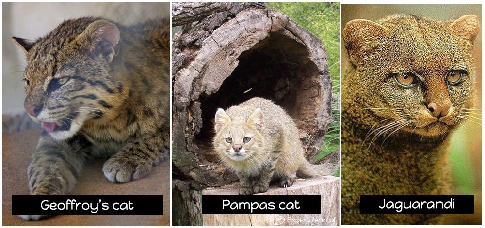 Types of Wild Cats Around the World