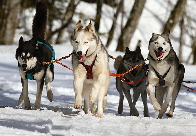 10 Things You Didn't Know About Siberian Huskies