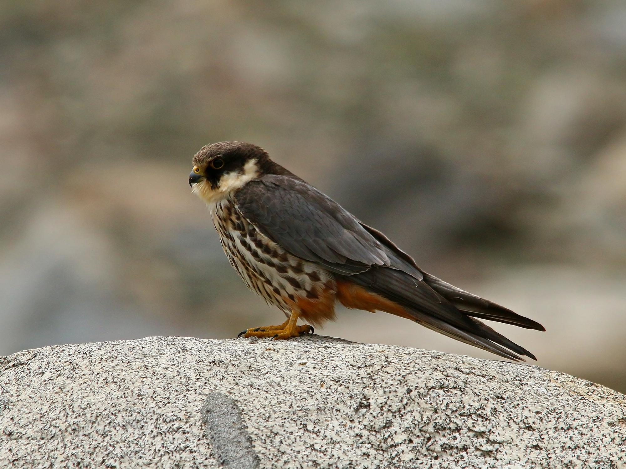 Discover the 5 Fastest Birds in the World - Names and Photos