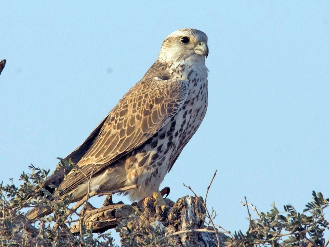 Discover the 5 Fastest Birds in the World - Names and Photos