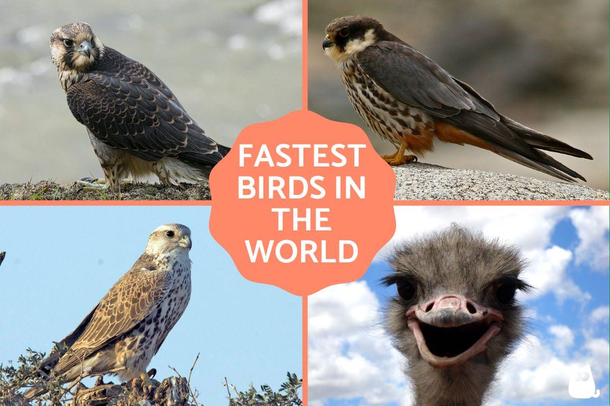 Discover the 5 Fastest Birds in the World - Names and Photos