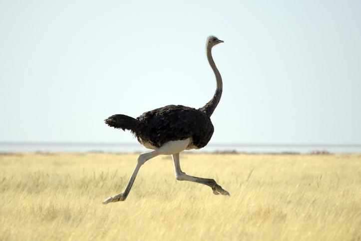 Discover the 5 Fastest Birds in the World - Names and Photos
