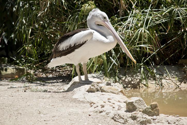 Native Australian Animals List - Pictures and Information - +35 Animals!