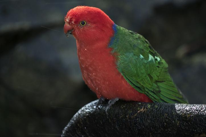 Native Australian Animals List - Pictures and Information - +35 Animals!