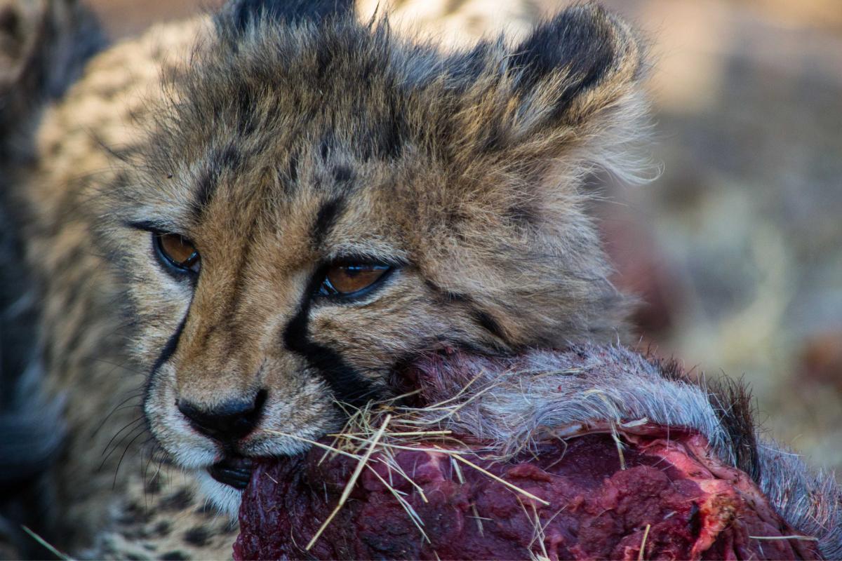 Cheetah Diet - Animals That Cheetahs Eat