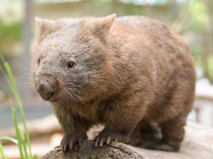 Native Australian Animals List - Pictures and Information - +35 Animals!