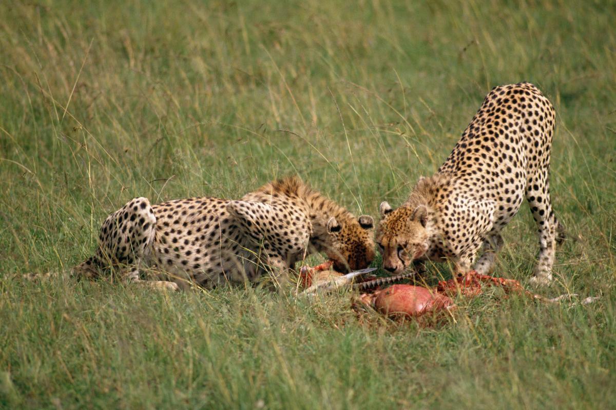 Cheetah Diet - Animals That Cheetahs Eat