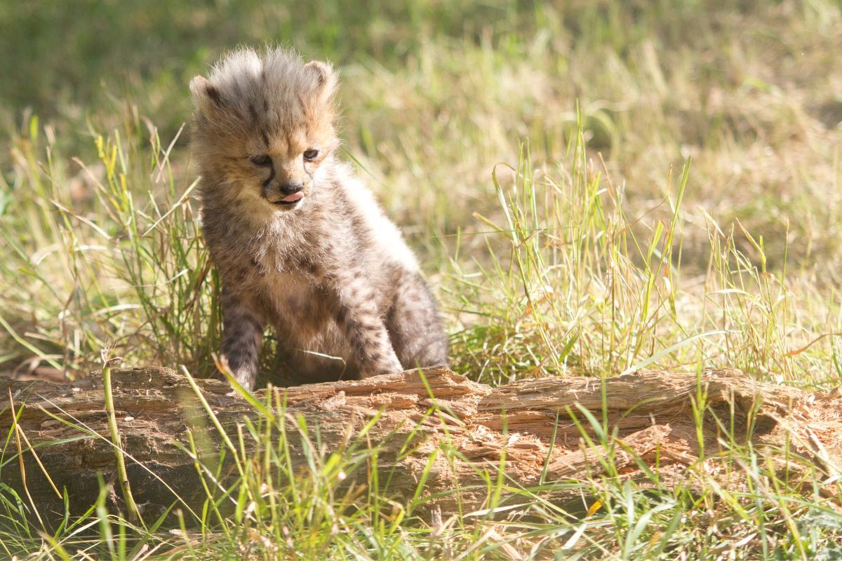 Cheetah Diet - Animals That Cheetahs Eat