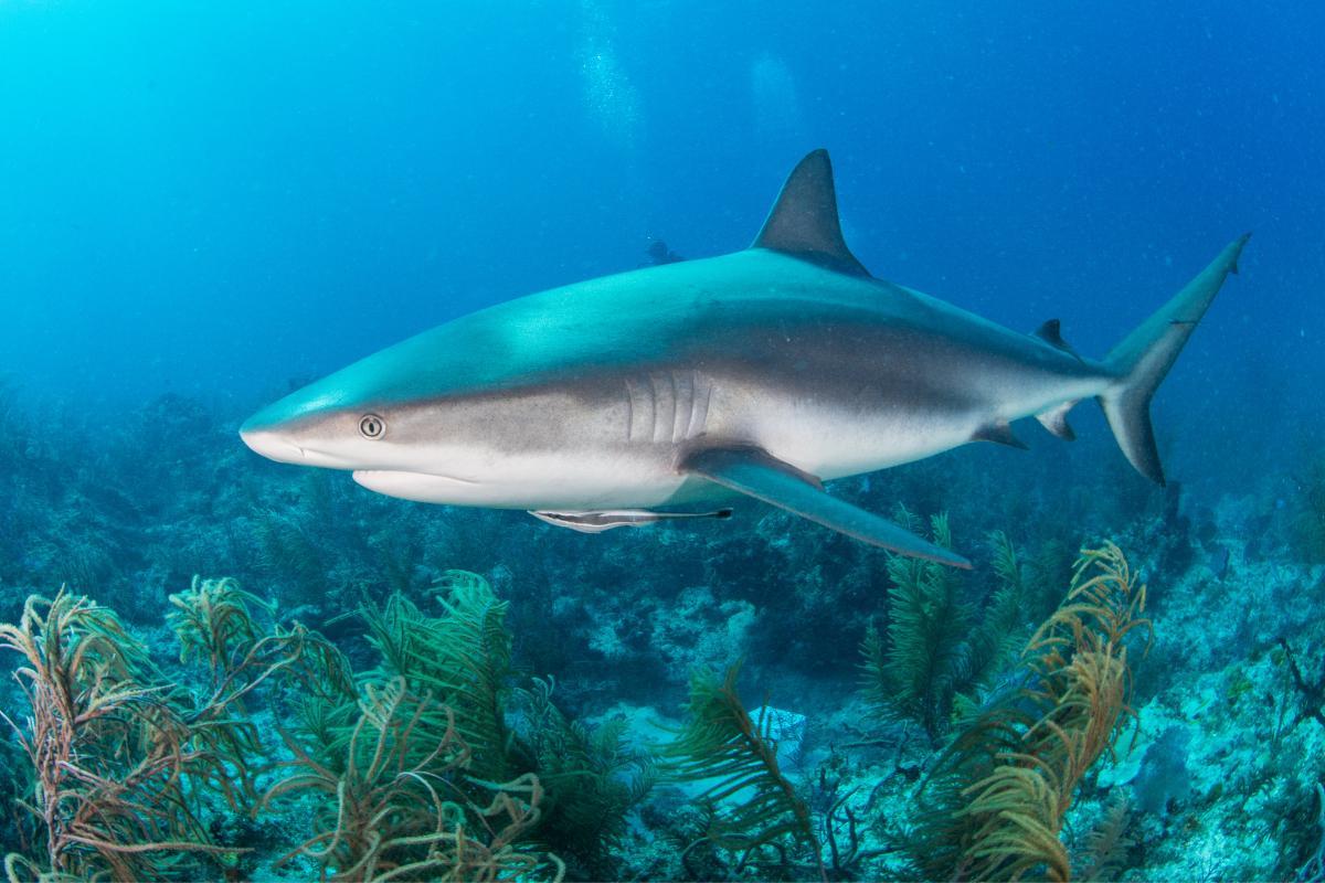 Do Sharks Sleep? - Shark Sleep Patterns and Facts