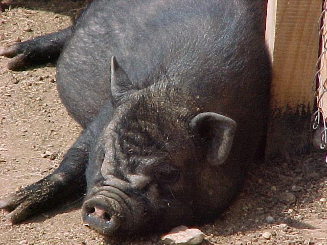 Top 10 Unbelievable Animals that Saved People's Lives