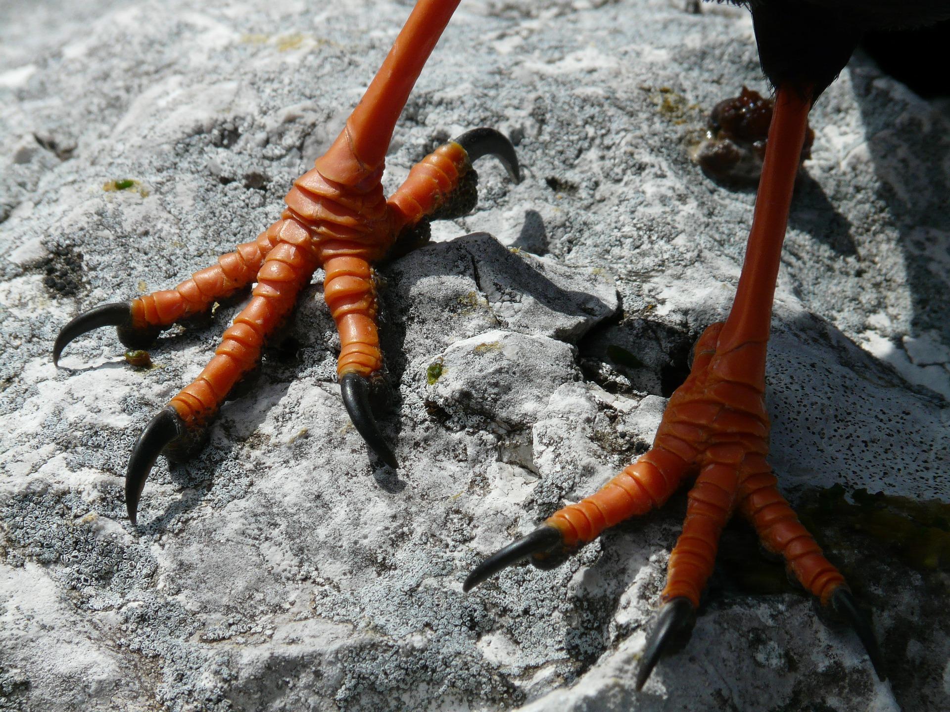 Types of Bird Feet - Bird Talons and Claws