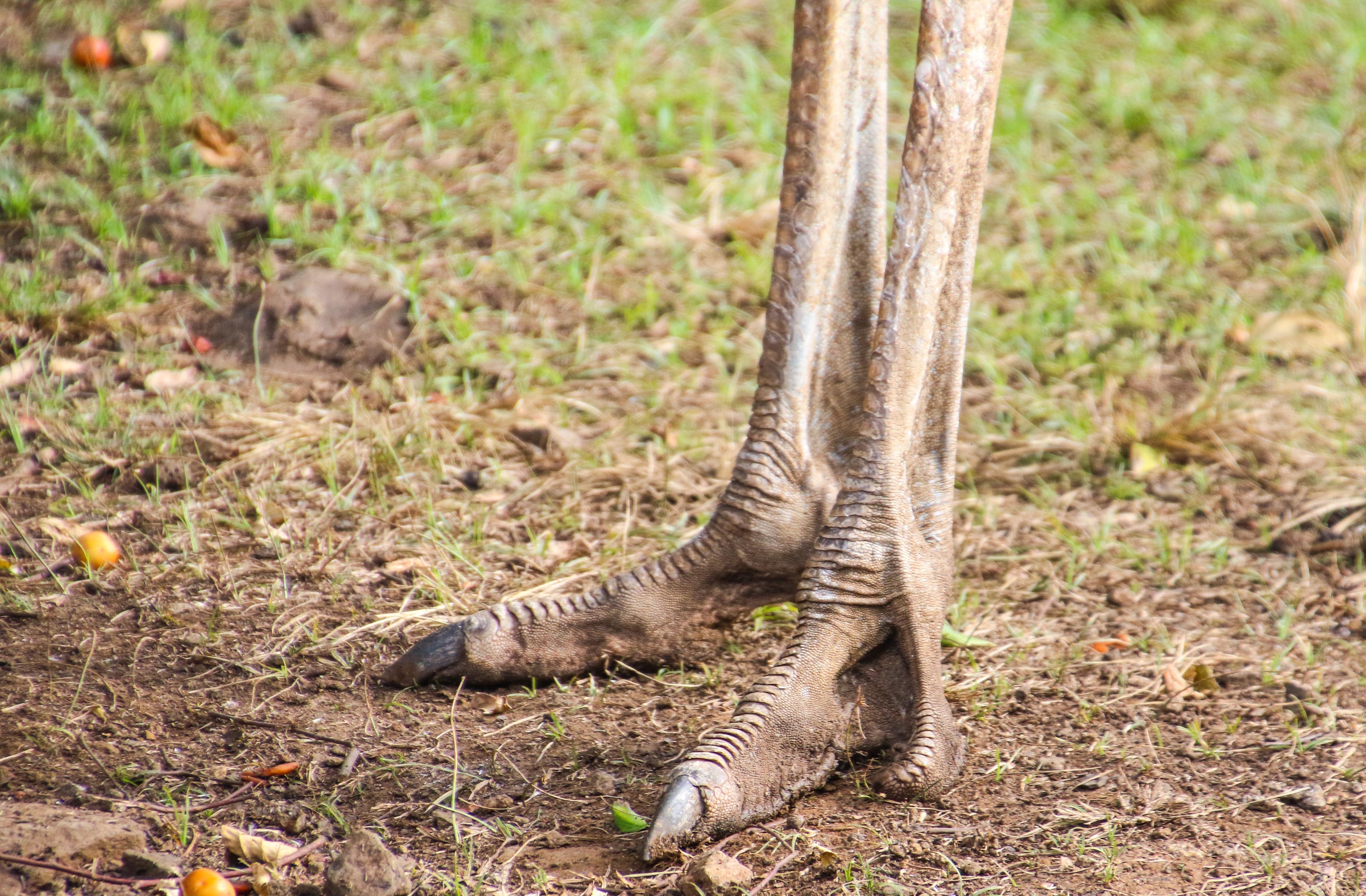 Types of Bird Feet - Bird Talons and Claws