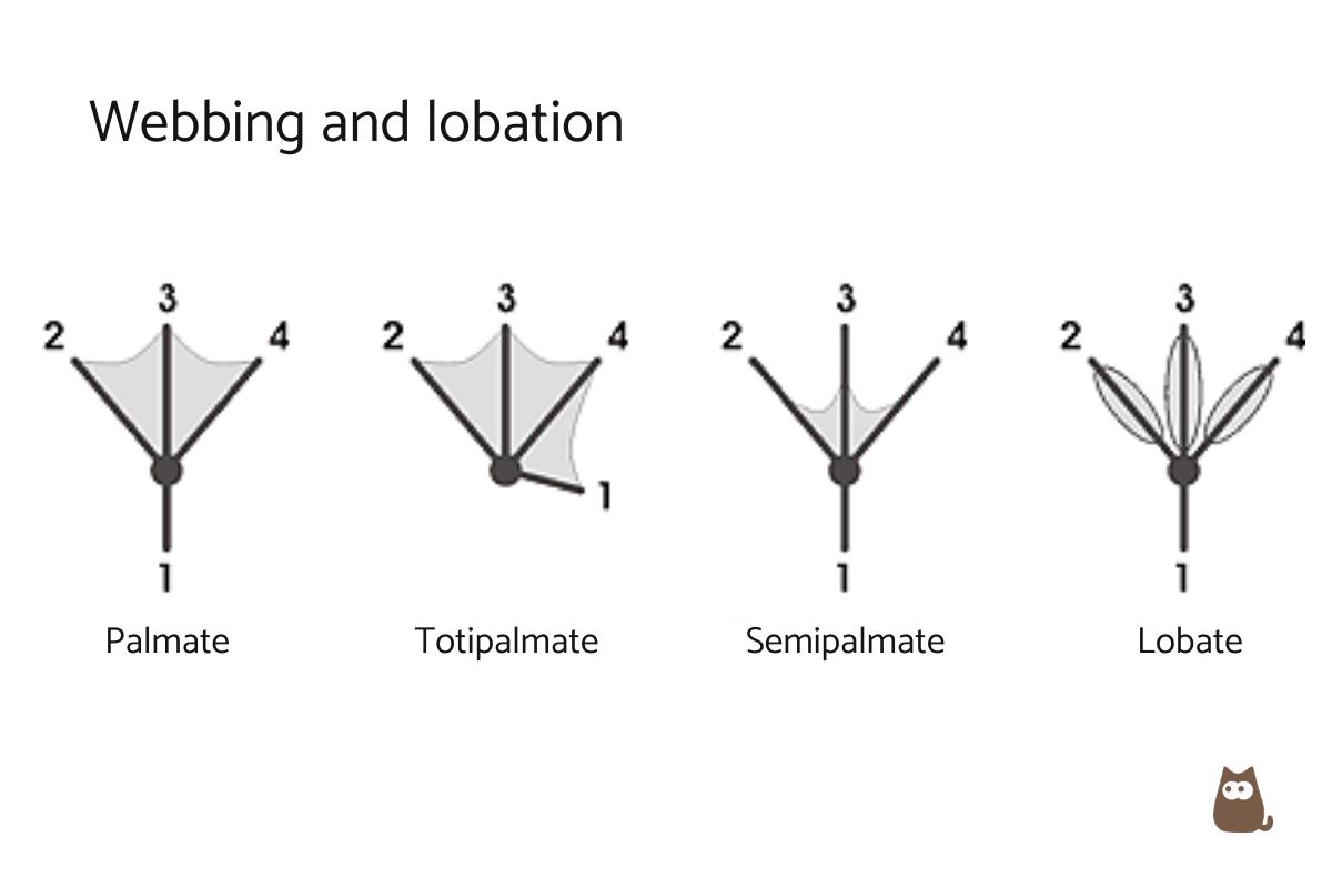 Types of Bird Feet - Bird Talons and Claws