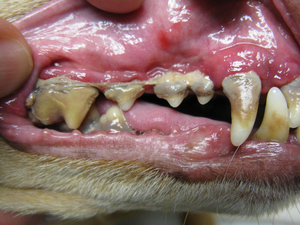Periodontal Disease in Cats - Treatment and Prevention