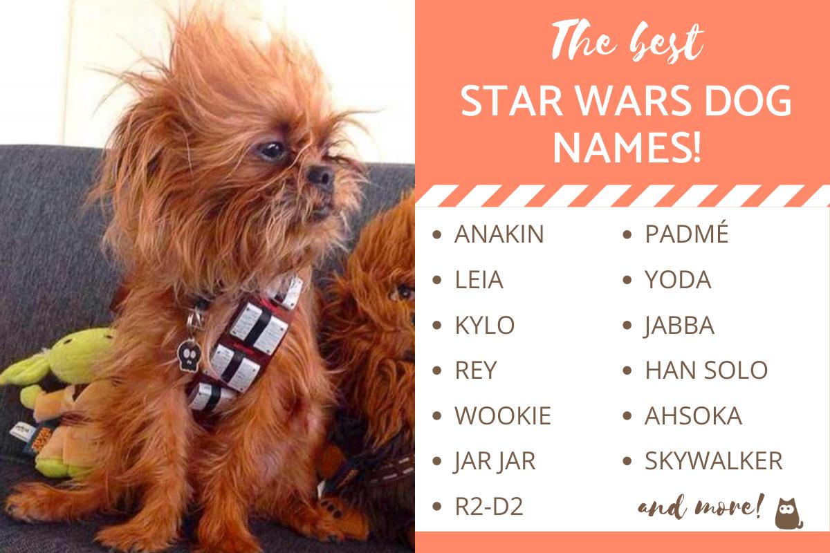 The Best Star Wars Dog Names! - 100+ From All the Movies!