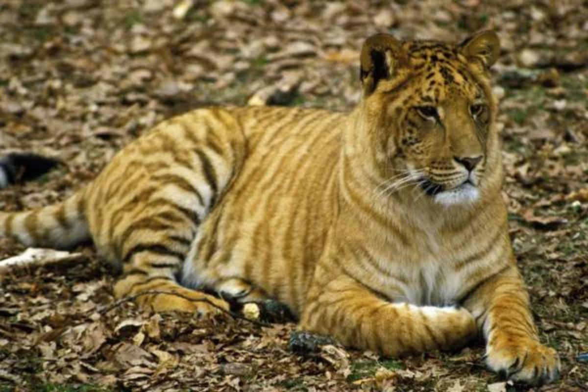 Breeding Between a Dog and Cat - What Is Interbreeding?