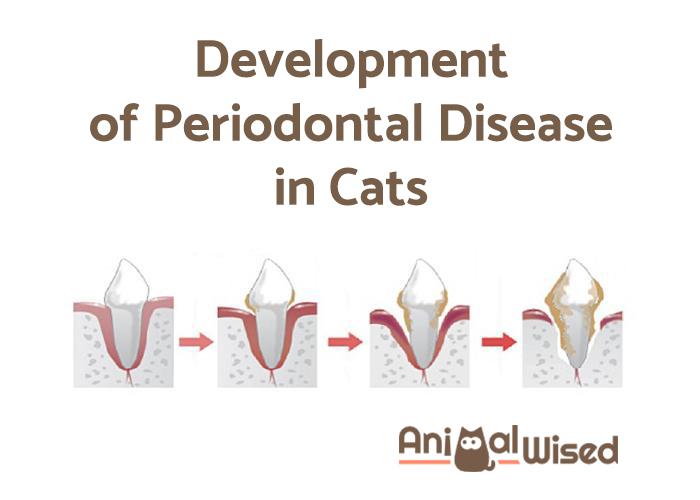 Periodontal Disease in Cats - Treatment and Prevention