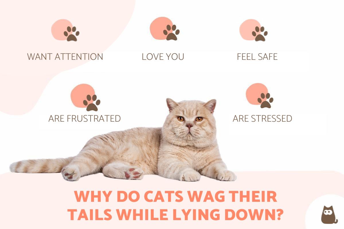 Why Do Cats Wag Their Tails While Lying Down? - 5 Reasons