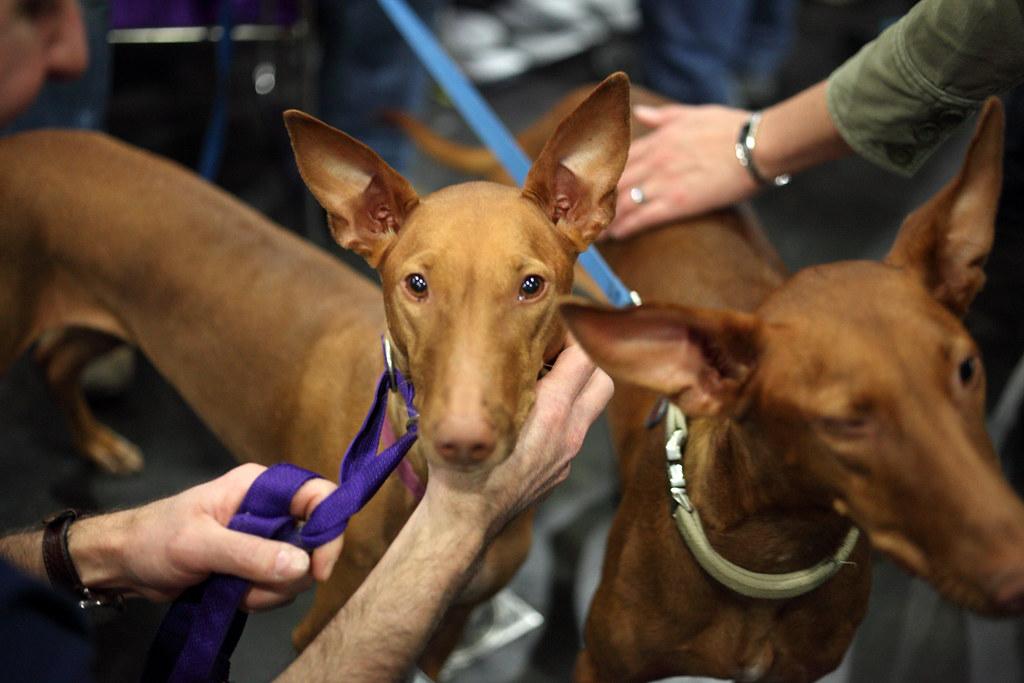 Top 10 African Dog Breeds - Origin, Physical Features and Personality