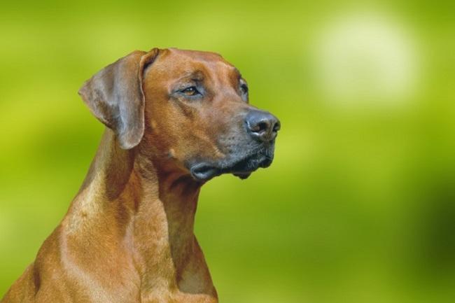 Top 10 African Dog Breeds - Origin, Physical Features and Personality